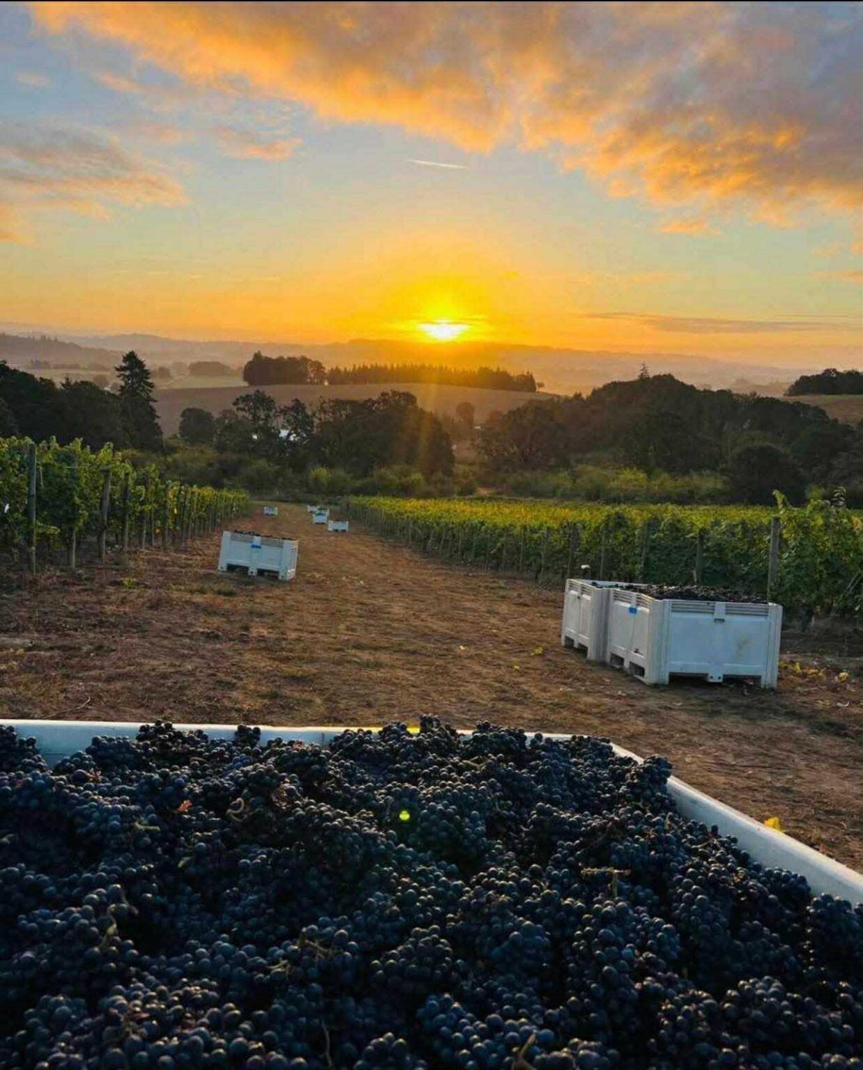 Farm Labor Contractor in Oregon | Ag Pro Labor Service LLC